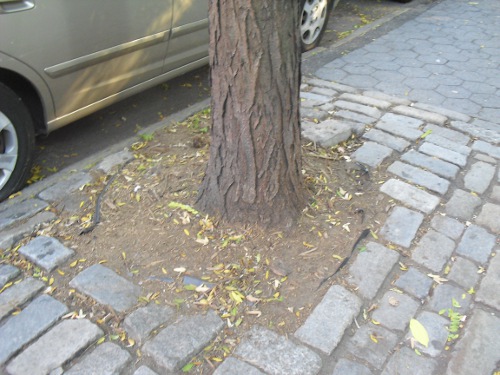 How Root Barriers Came To Be | DeepRoot Blog