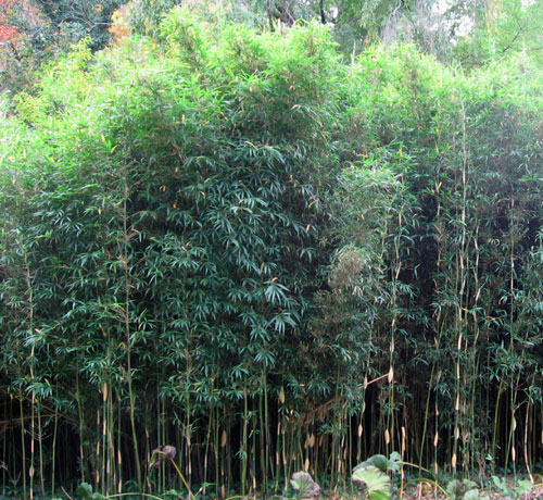 Bamboo’s Many Uses | DeepRoot Blog