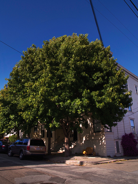 SF Friends of the Urban Forest’s 30 Year Old Trees | DeepRoot Blog