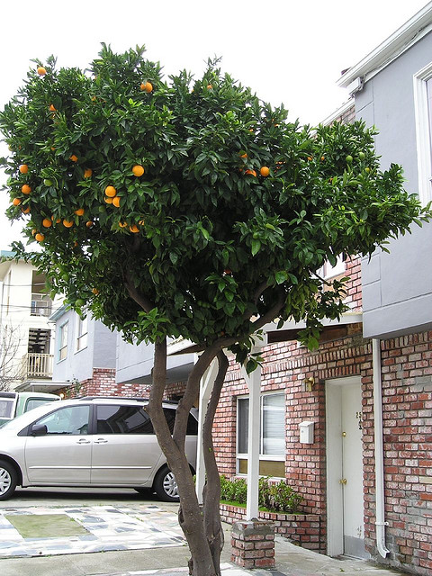 Neighborhood Fruit Brings New Value To Street Trees | DeepRoot Blog