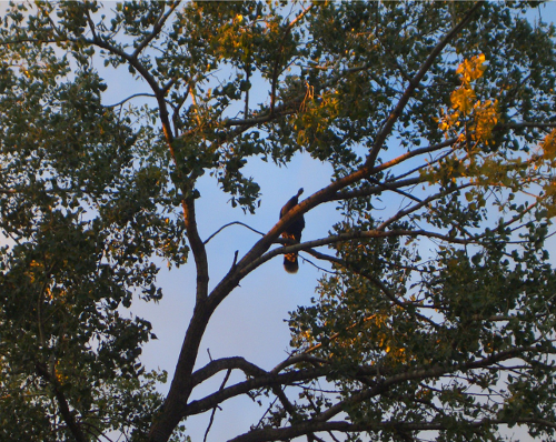 It’s Thanksgiving! Turkeys in Trees | DeepRoot Blog