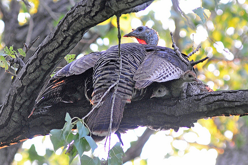 It’s Thanksgiving! Turkeys in Trees | DeepRoot Blog