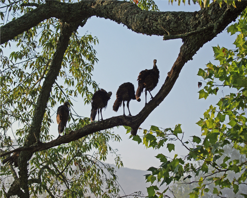 It’s Thanksgiving! Turkeys in Trees | DeepRoot Blog