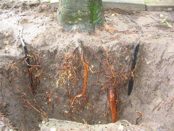 Will Root Barriers Harm Trees? | DeepRoot Blog