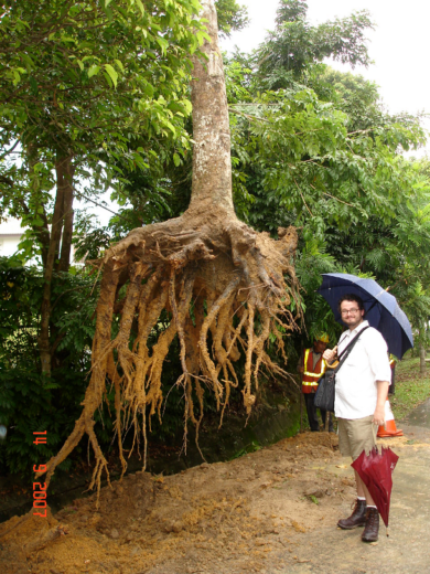 How Deep Do Tree Roots Really Grow? | DeepRoot Blog