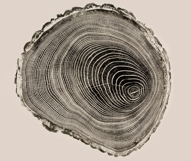 Woodcut Prints Showcase the Beauty of Tree Rings | DeepRoot Blog