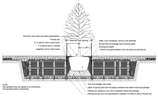 Proper Tree Installation & Maintenance Making Your Hard Work Count ...