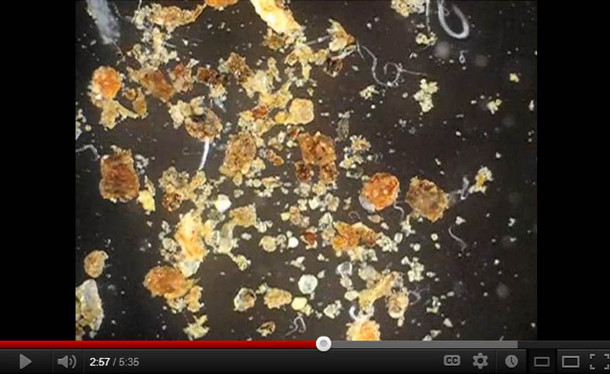 Video: See Soil Microfauna Up Close | DeepRoot Blog