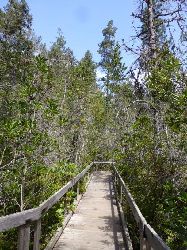 The Pygmy Forest of Mendocino | Smart Cities Dive