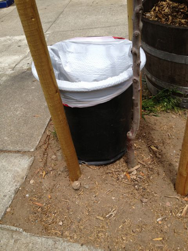 Water = Life for Young Trees | DeepRoot Blog