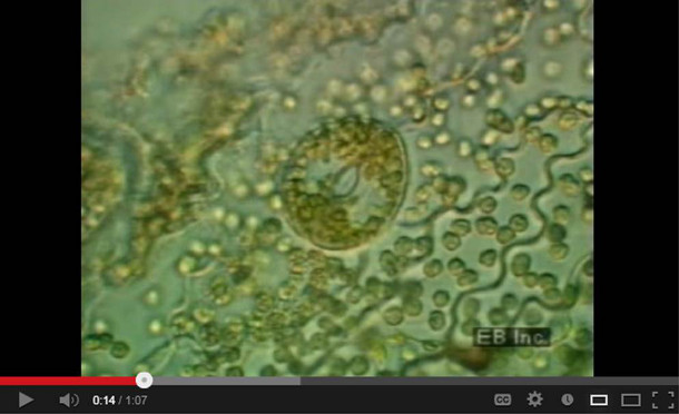 Video: Stomata Opening and Closing | DeepRoot Blog