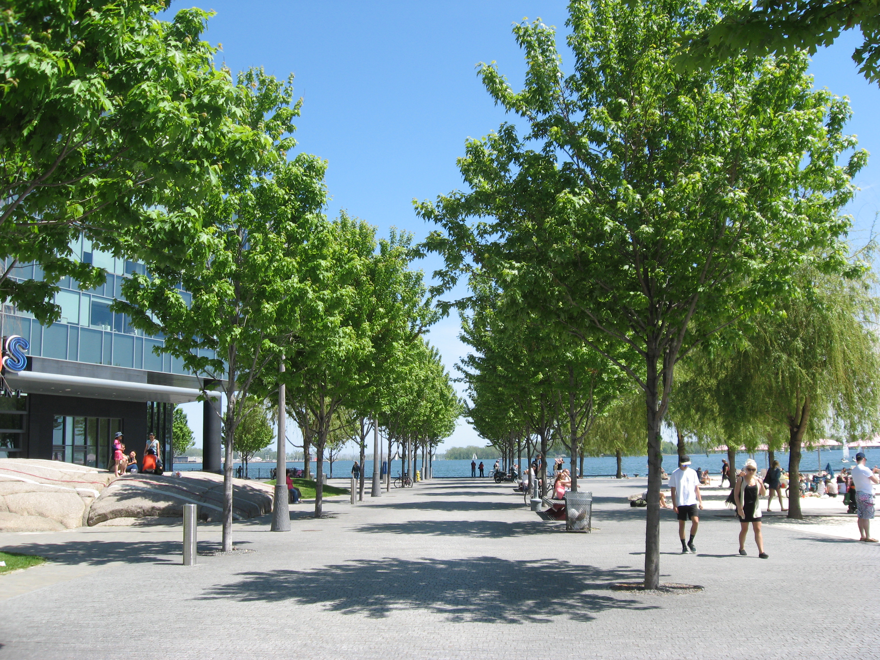 The Extraordinary Trees of Toronto’s Sugar Beach | DeepRoot Blog