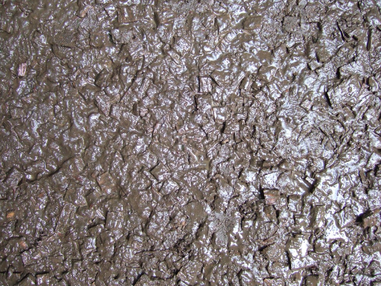 Tree Roots Improve Soil Infiltration Rates | DeepRoot Blog