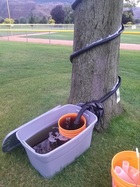 Resource or Hazard? Design Implications for Stemflow from Urban Trees ...