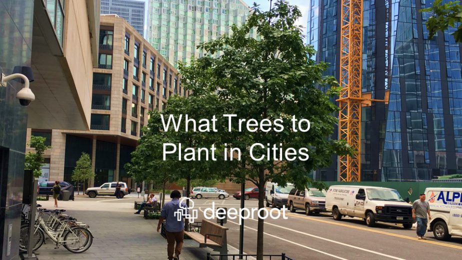 A Brief History of Trees in Suspended Pavement | DeepRoot Blog