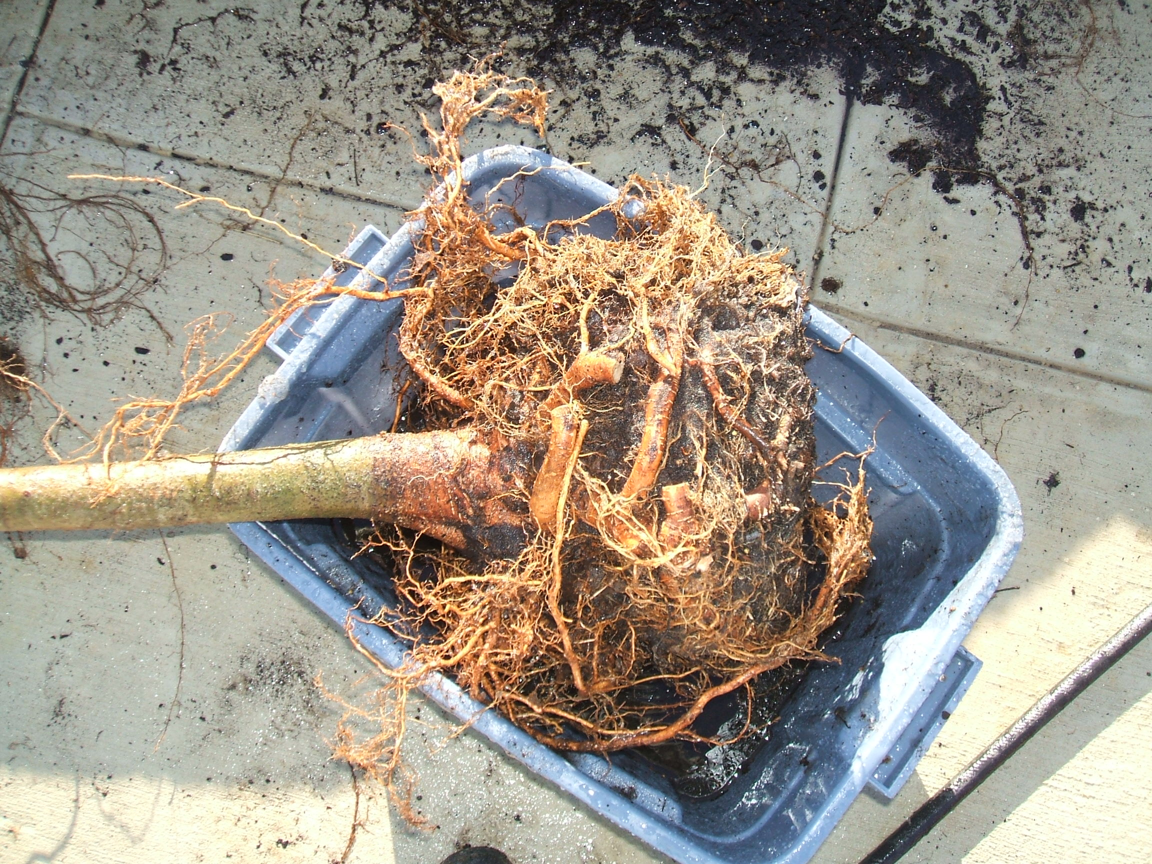 Nursery Inspections: The inspection process below ground | DeepRoot Blog