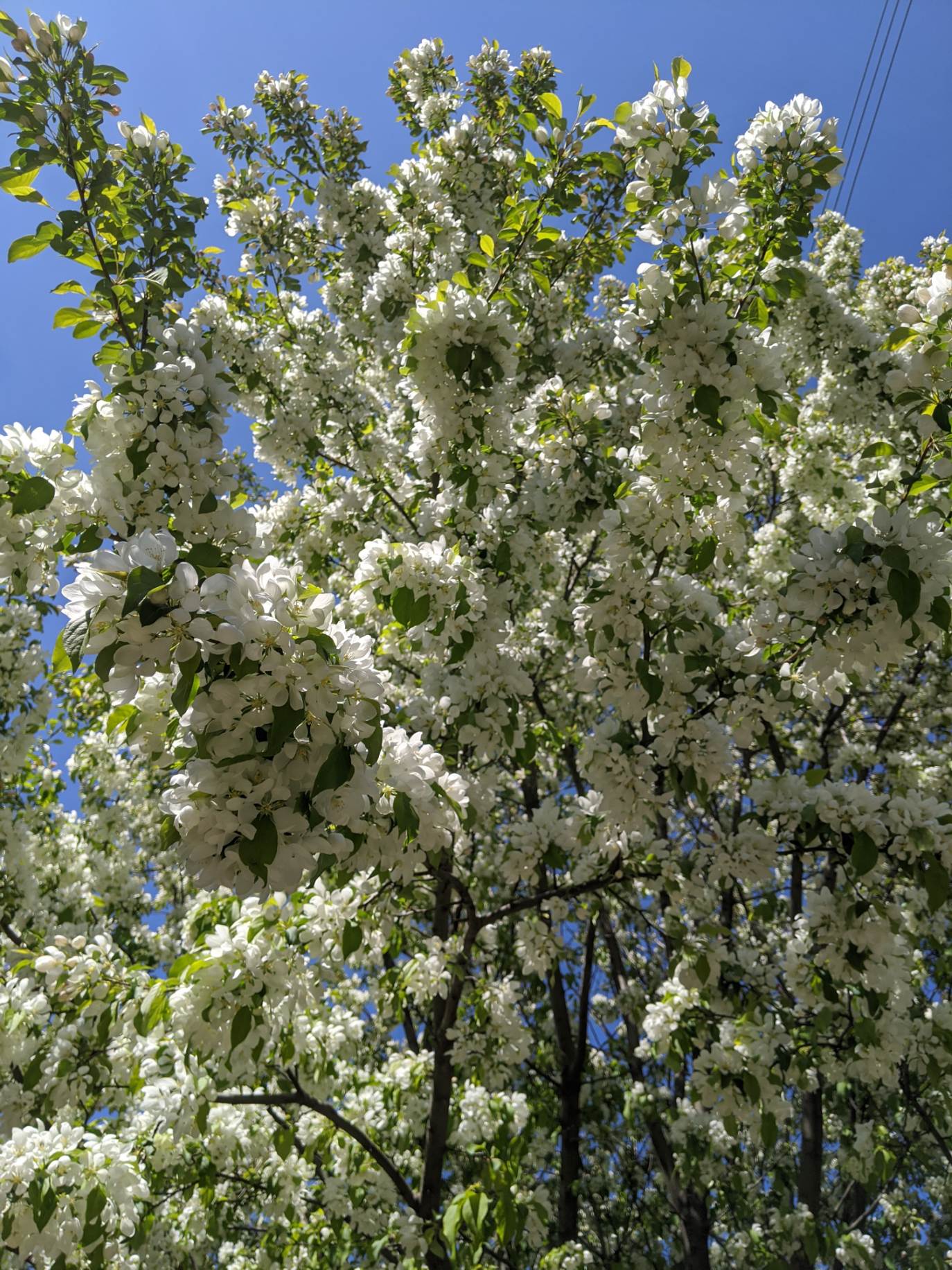 Staying Rooted During a Strange Spring | DeepRoot Blog