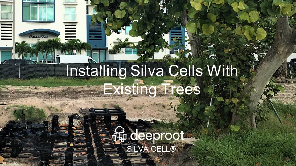 Silva Cells Can Be Installed with (around) Existing Trees – Part II ...