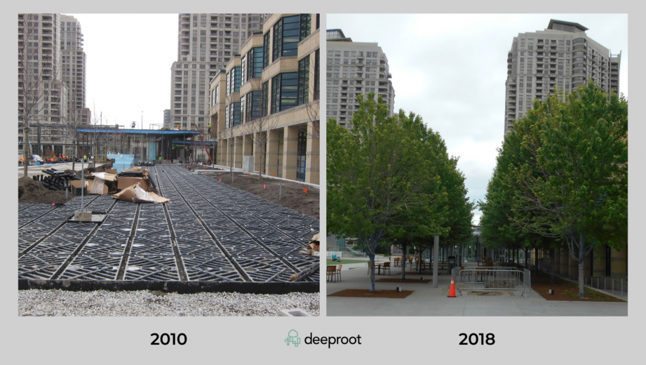 Using Silva Cells with Green Roofs and On-Structure Applications ...