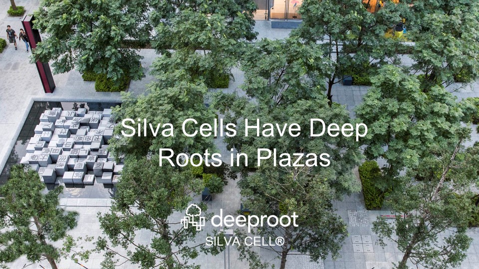 Silva Cell Trees Have Deep Roots in Plazas | DeepRoot Blog