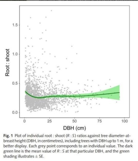 How Much Soil Do You Need to Grow a Big Tree? | DeepRoot Blog