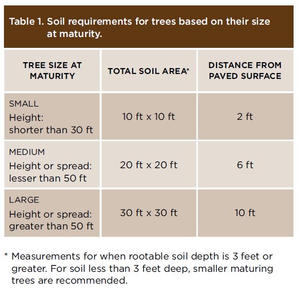 How Much Soil Do You Need to Grow a Big Tree? | DeepRoot Blog