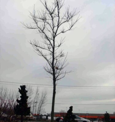 Minimizing the Effects of Salting on Urban Trees | DeepRoot Blog