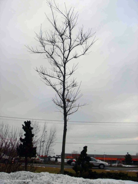 Minimizing the Effects of Salting on Urban Trees | DeepRoot Blog