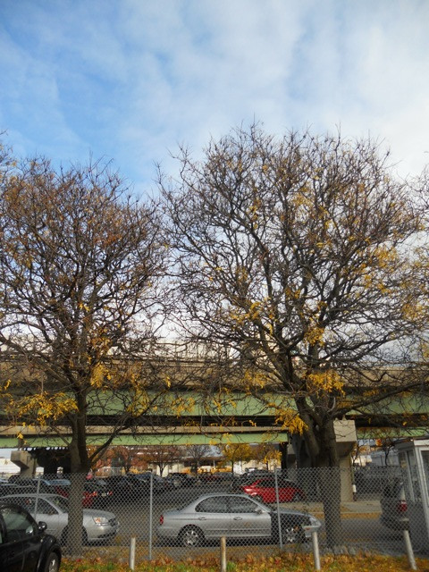 Minimizing the Effects of Salting on Urban Trees | DeepRoot Blog