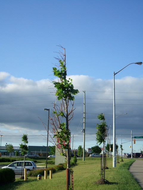 Minimizing the Effects of Salting on Urban Trees | DeepRoot Blog