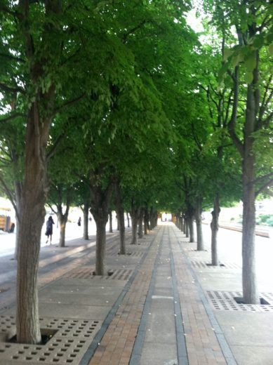 Oldest U.S. Suspended Pavement Installation | DeepRoot Blog