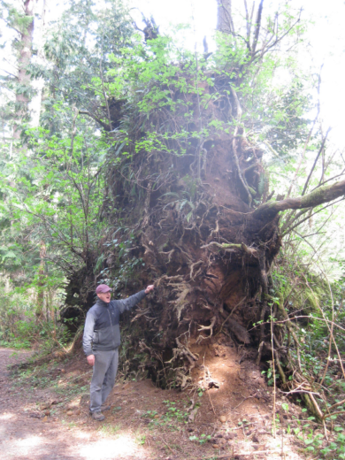 How Deep Do Tree Roots Really Grow? | DeepRoot Blog