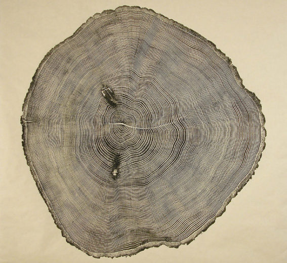 Woodcut Prints Showcase the Beauty of Tree Rings | DeepRoot Blog