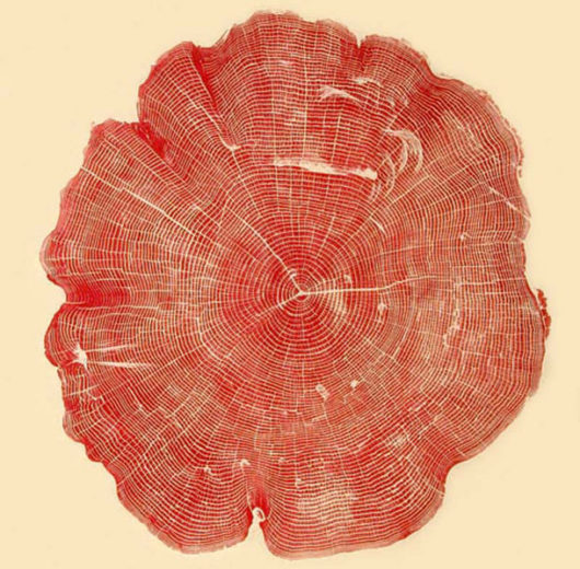 Woodcut Prints Showcase the Beauty of Tree Rings | DeepRoot Blog