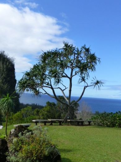 Impressive Tropical Trees from a Visit to Kaua'i | DeepRoot Blog