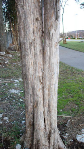 A Tree Needs Pruning Like a Fish Needs A Bicycle | DeepRoot Blog