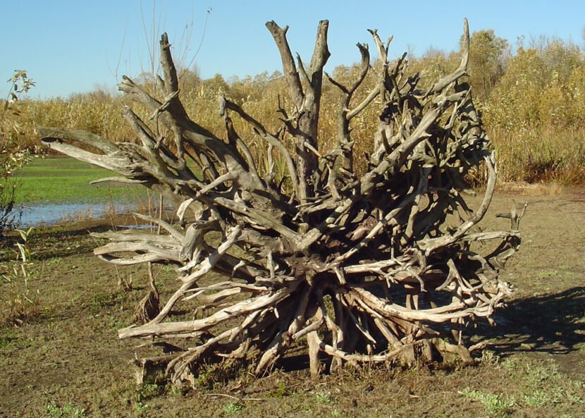 What Factors Determine Root Growth in Rock-Based Soils? | DeepRoot Blog