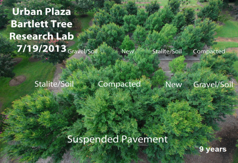 A Brief History of Trees in Suspended Pavement | DeepRoot Blog