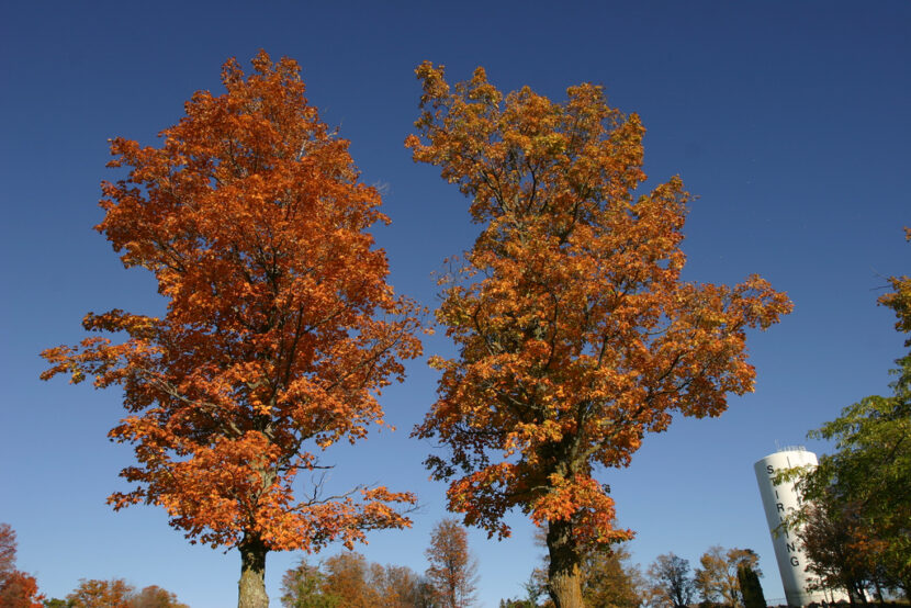 OneTrees: The Forgotten Tree Art Project | DeepRoot Blog