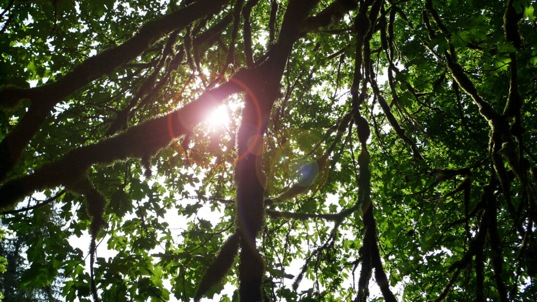 Is Average Tree Lifespan a Meaningful Number? | DeepRoot Blog