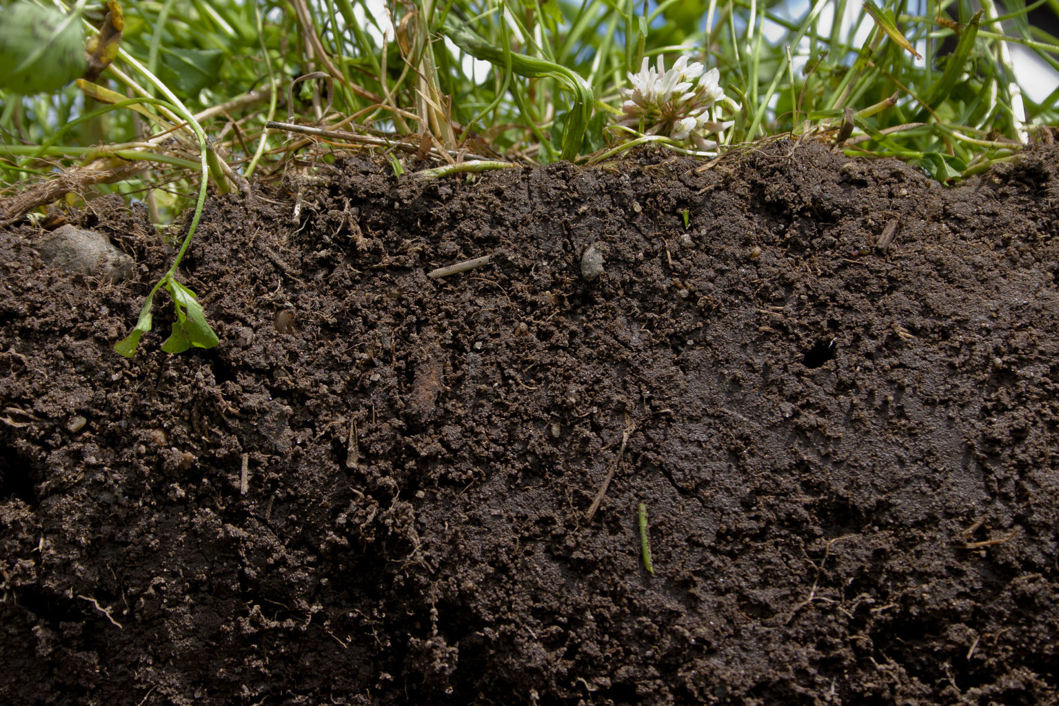 What Is Soil Organic Matter DeepRoot Blog what-is-soil-organic-matter-deeproot-blog