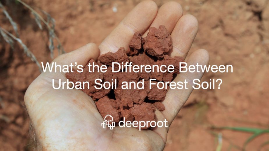 What's the Difference Between Urban Soil and Forest Soil? | DeepRoot Blog