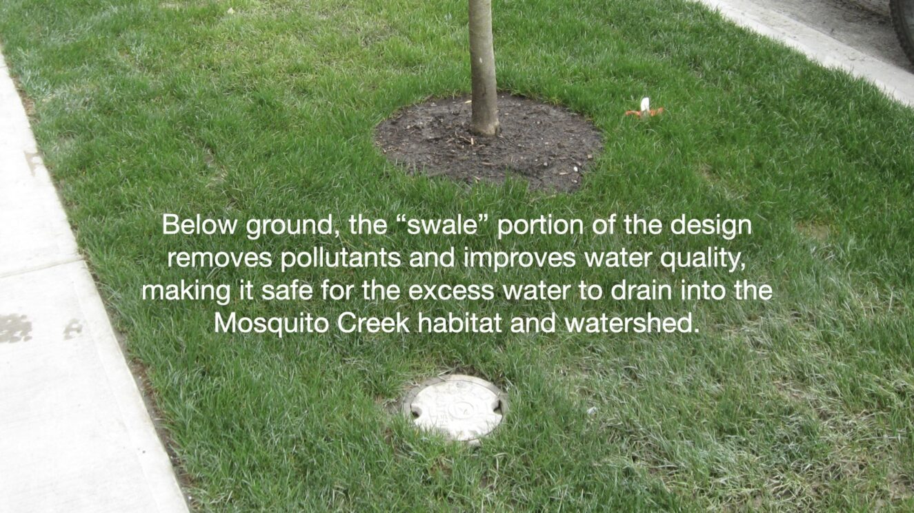 Bioretention Tree Lawn is Free of SettlementSilva Cell case study ...