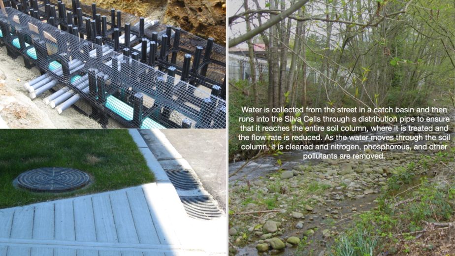 Bioretention Tree Lawn is Free of SettlementSilva Cell case study ...