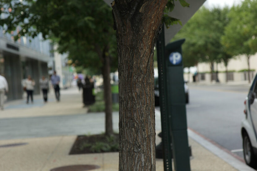 A Case Study in Using i-Tree on a Regional Scale | DeepRoot Blog