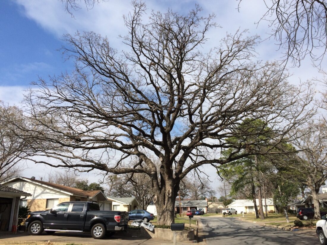 10 Thoughts on Texas's Trees | DeepRoot Blog