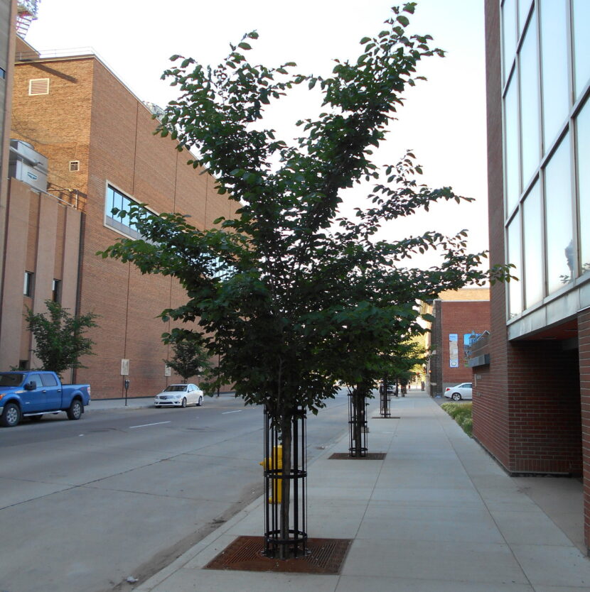 Downtown Artery Gets Major Landscape Improvement Silva Cell Case Study ...
