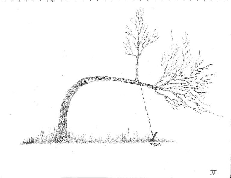 The History of Marker Trees | DeepRoot Blog