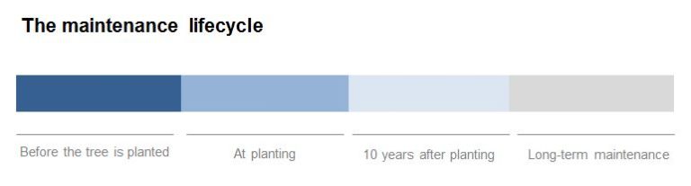 Rethinking Maintenance of Urban Trees | DeepRoot Blog