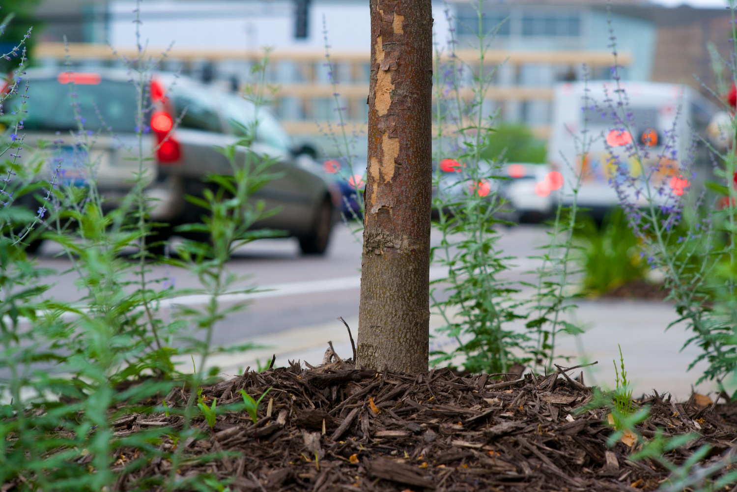 Smart Tree Care and Maintenance - Even More Lessons | DeepRoot Blog